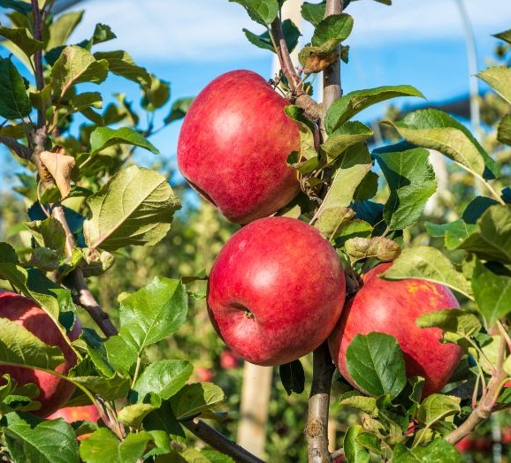 Apples Crab - South Florida's #1 Organic Produce Home Delivery Service ...