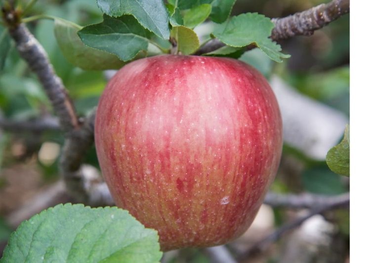 Apples Honeycrisp - South Florida's #1 Organic Produce Home Delivery ...